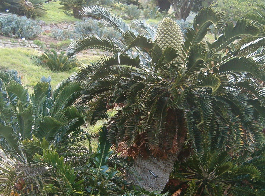 Cycads | Botanic Gardens of Sydney